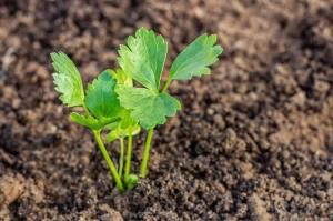 La Magia delle Piante: Guida Completa alla Germinazione dei Semi ...