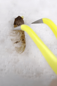La Magia delle Piante: Guida Completa alla Germinazione dei Semi ...